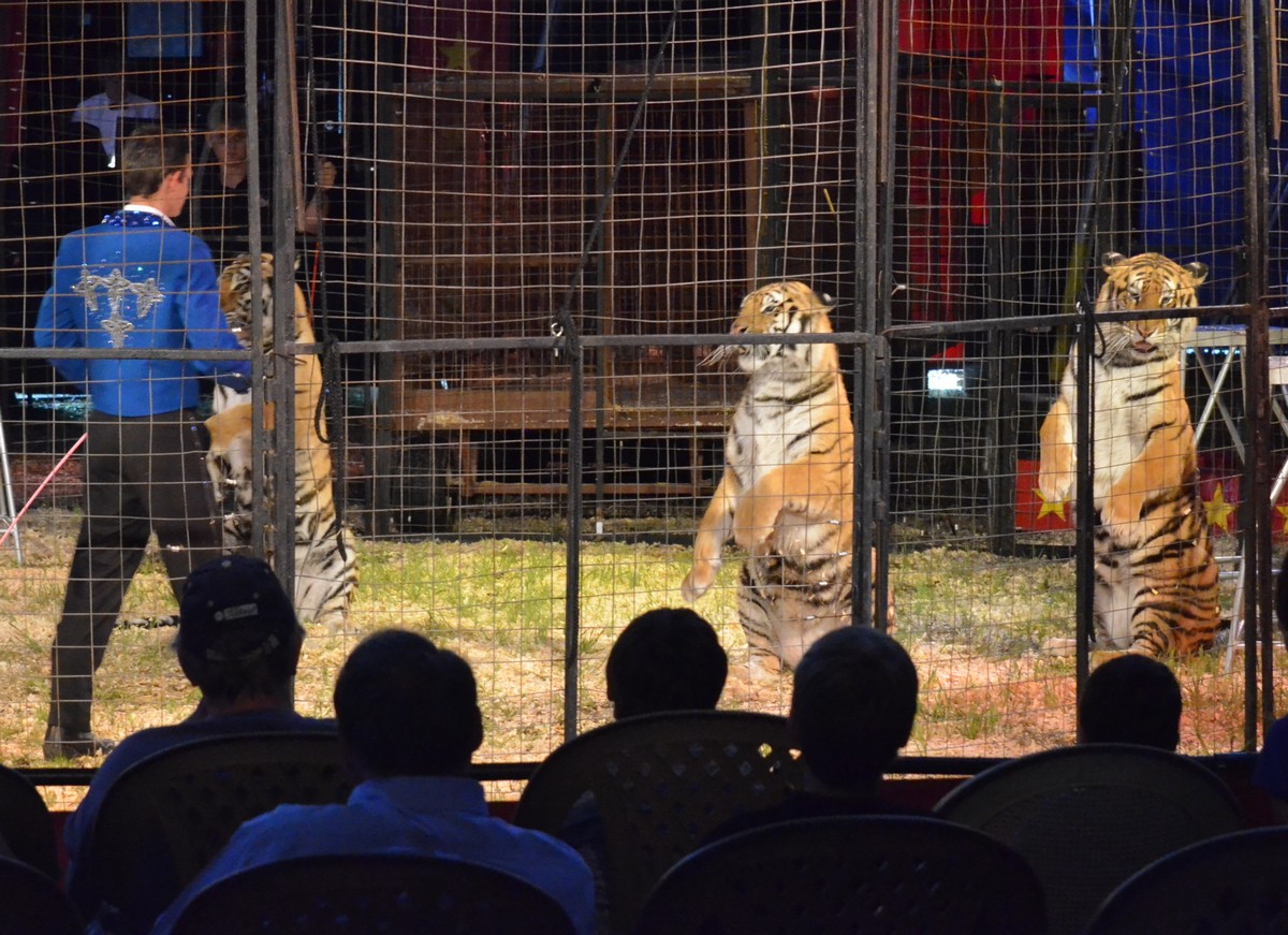 The Lions bring the circus to town - The Leader Union